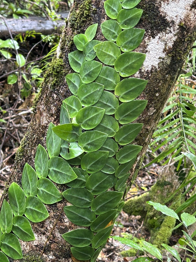 shingle plant from Daintree, AU-QL-DG, AU-QL, AU on August 11, 2024 at ...