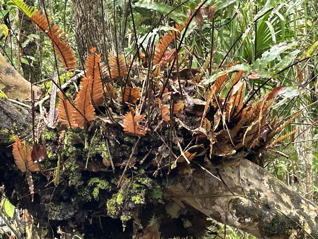 Drynaria rigidula from Daintree, AU-QL-DG, AU-QL, AU on August 11, 2024 ...