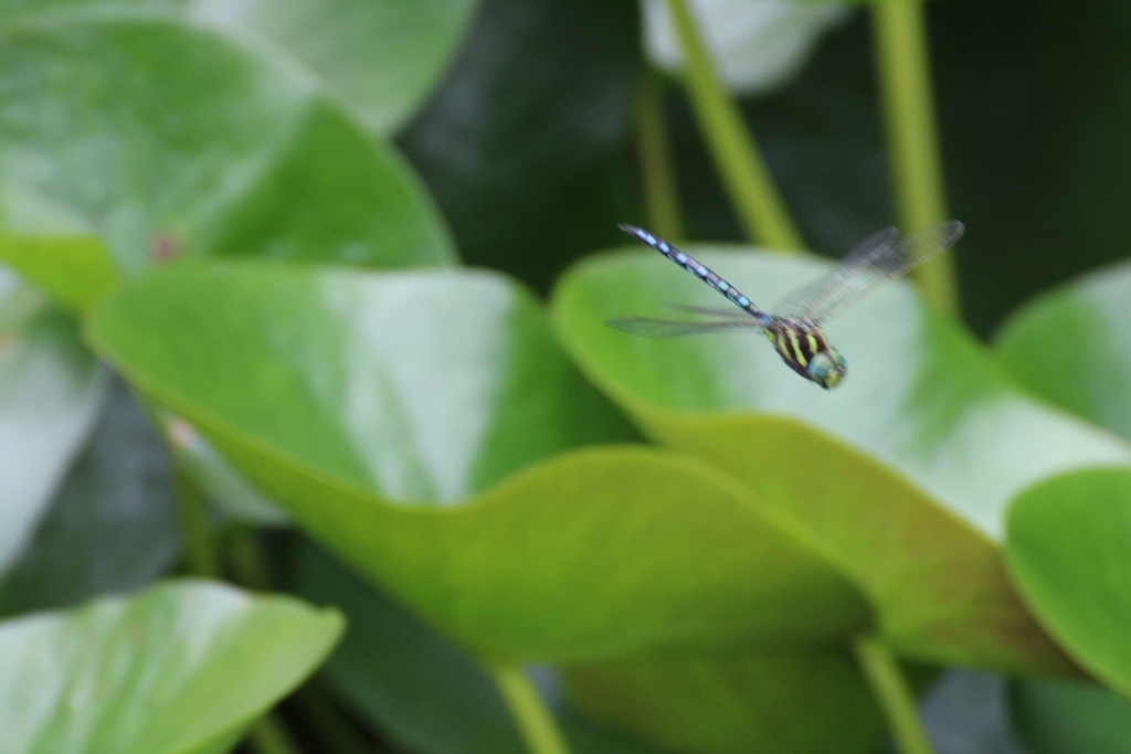 Sedge Darner from Приморский край, Россия, 690024 on August 10, 2024 at ...
