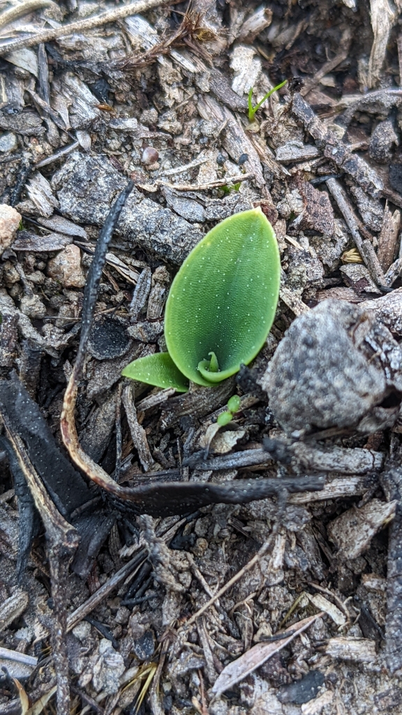 Rabbit Orchid from Mount Barker Bal, AU-SA, AU on August 11, 2024 at 04 ...