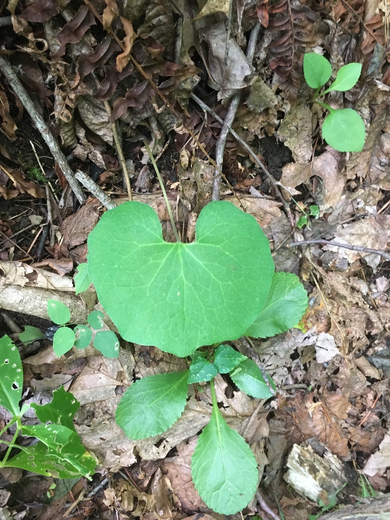 Canadian wild ginger from 29356, Landrum, SC, US on June 12, 2019 at 12 ...