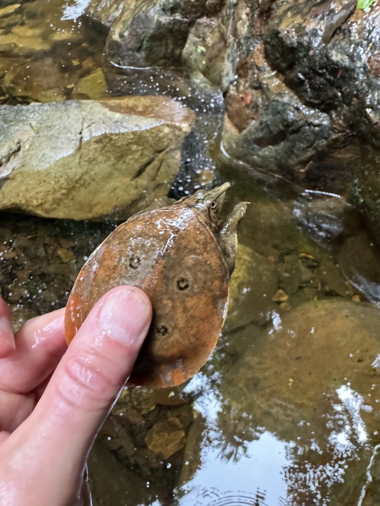 Malayan Softshell Turtle from Sarawak Cultural Village, Kuching ...