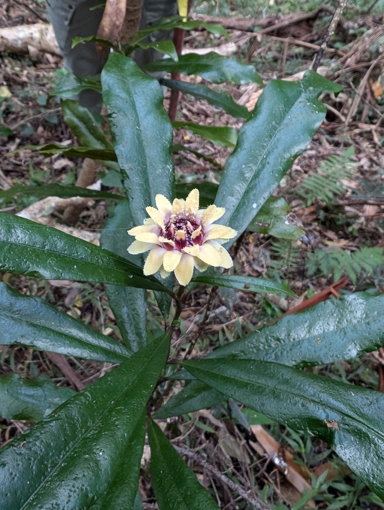 small bolwarra from Burleigh Heads QLD 4220, Australia on August 11 ...