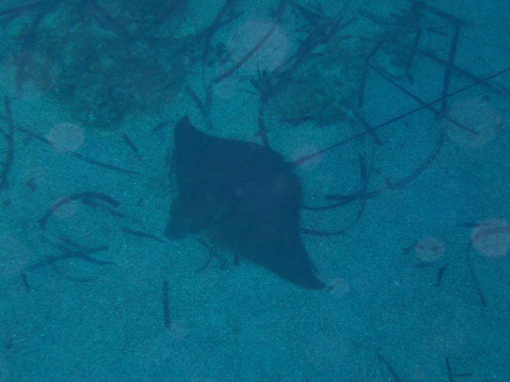 Duckbill Ray in August 2024 by Nik Milek · iNaturalist