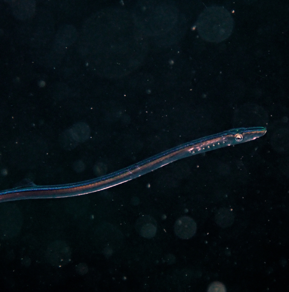 Pouched Lamprey from Australia on August 11, 2024 at 11:26 AM by Denis ...
