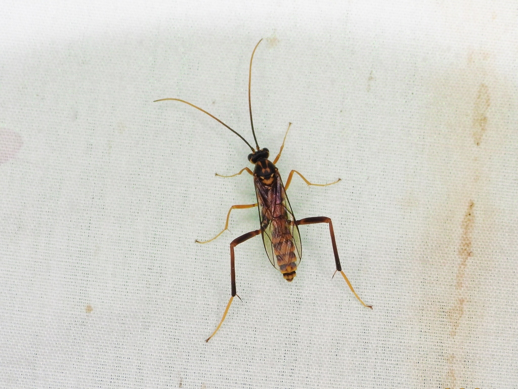 Latibulus nigrinotum from 311台灣新竹縣五峰鄉 on August 10, 2024 at 08:45 PM by ...