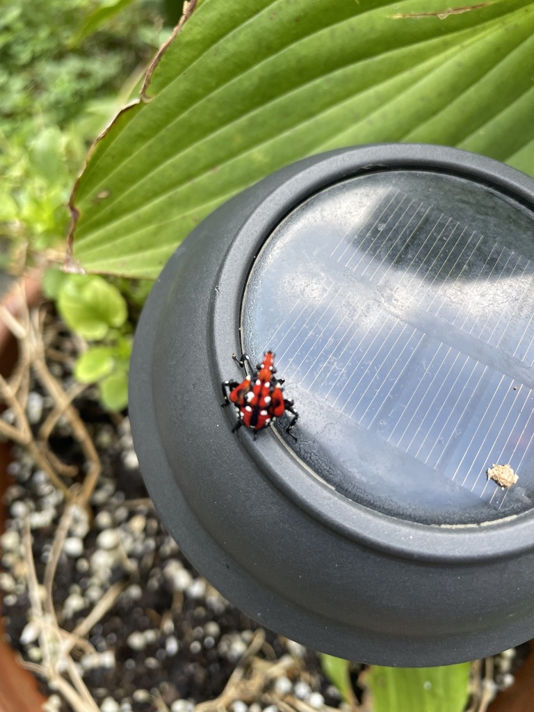 Spotted Lanternfly from Cross Ln, Greenwich, CT, US on August 11, 2024 ...