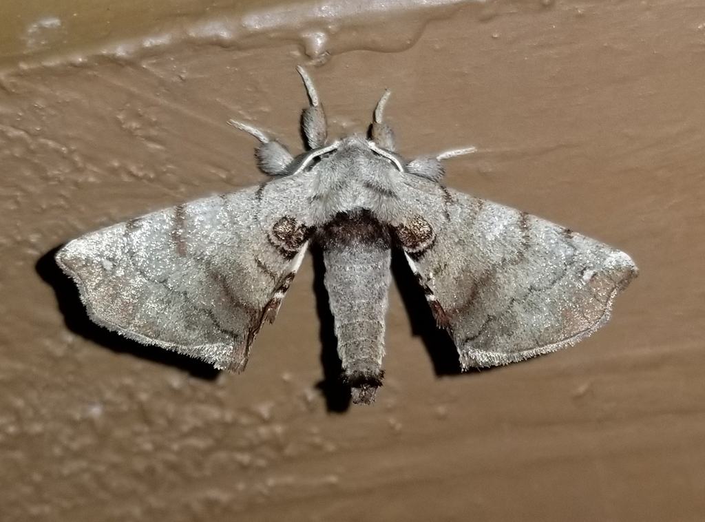 Spotted Apatelodes Moth from Fentress County, TN, USA on August 10 ...