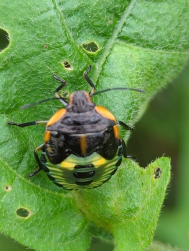 Green Stink Bug from Newaygo, MI 49337, USA on August 10, 2024 at 02:32 ...