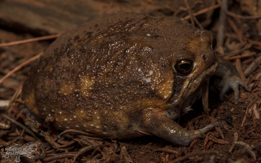 Common Rain Frog in August 2024 by Miguel da Fonseca · iNaturalist