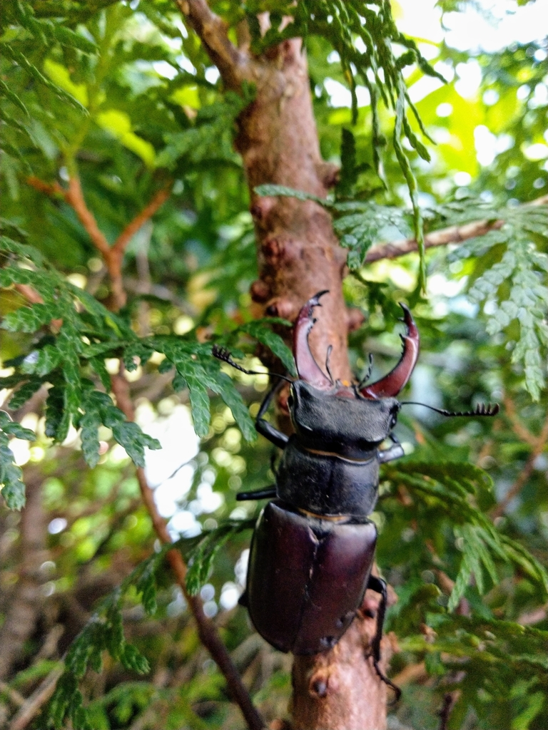 European Stag Beetle from Dorlar, 35633 Lahnau, Deutschland on June 13 ...