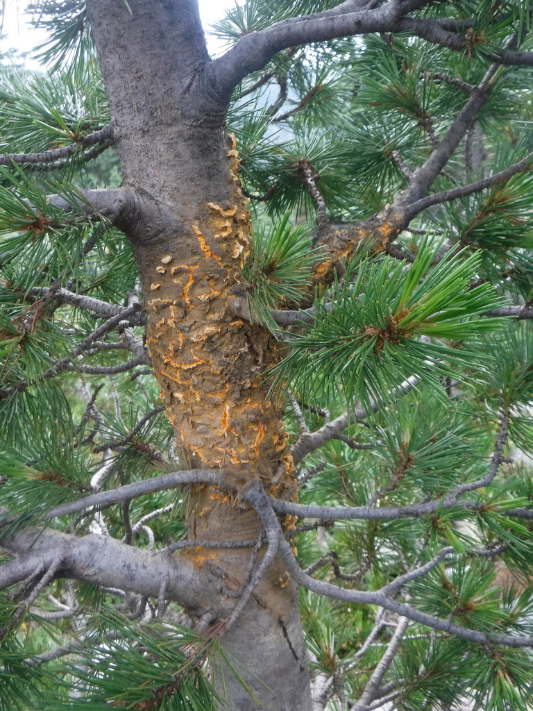 white pine blister rust from Columbia-Shuswap, BC, Canada on August 10 ...