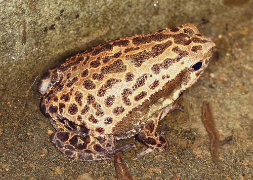 Lamphun Check List · iNaturalist