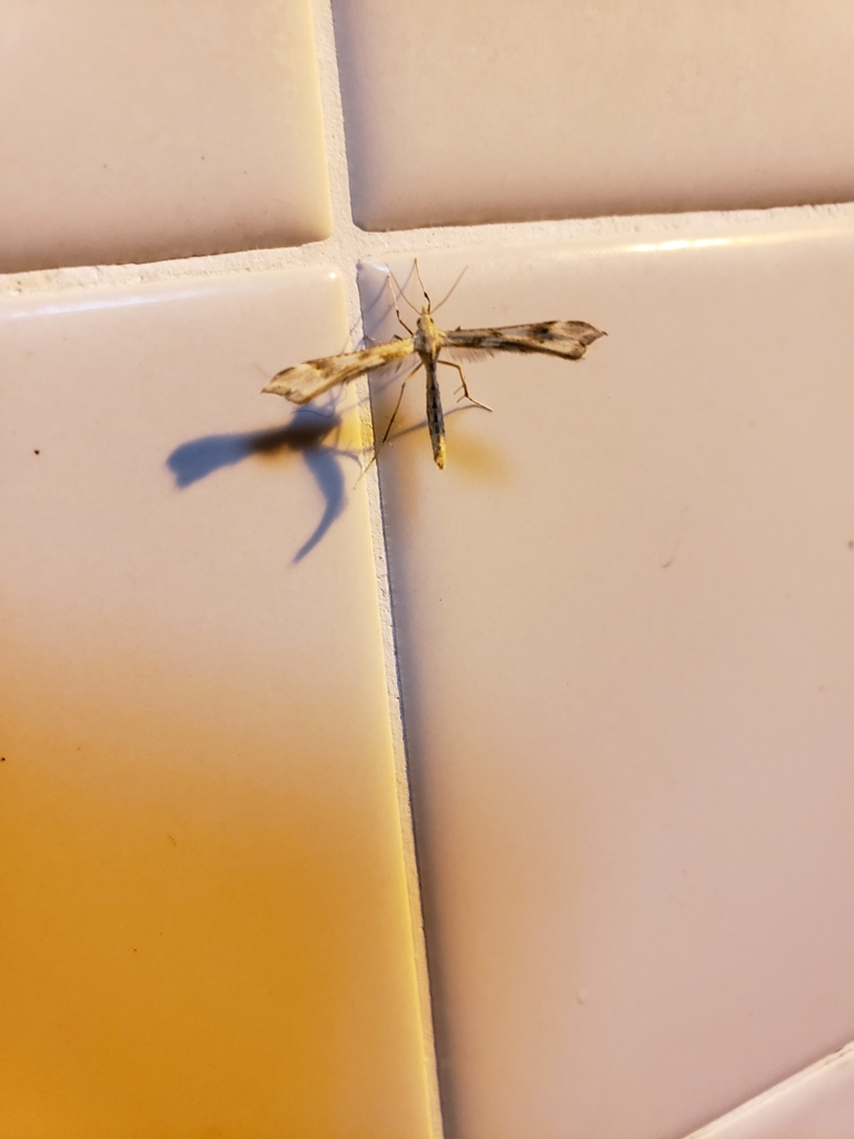 Yarrow Plume Moth from Benton Township, IL, USA on June 13, 2019 at 08: ...