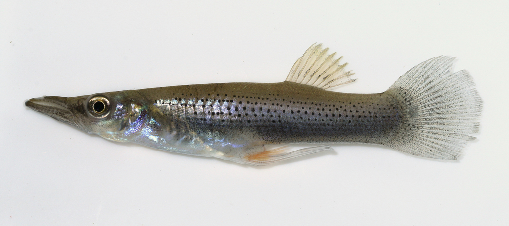 Pike Topminnow from Ixtacomitán, Chis., Mexico on June 02, 2019 at 06: ...