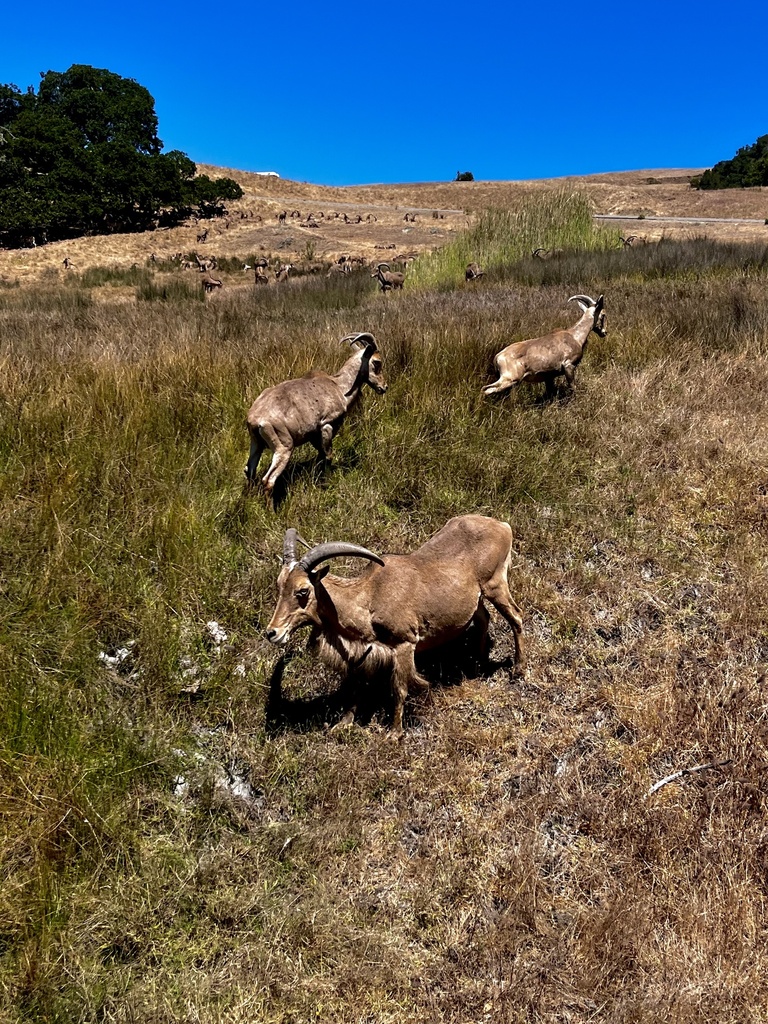 Aoudad from Hearst Castle Rd, San Simeon, CA, US on August 8, 2024 at ...