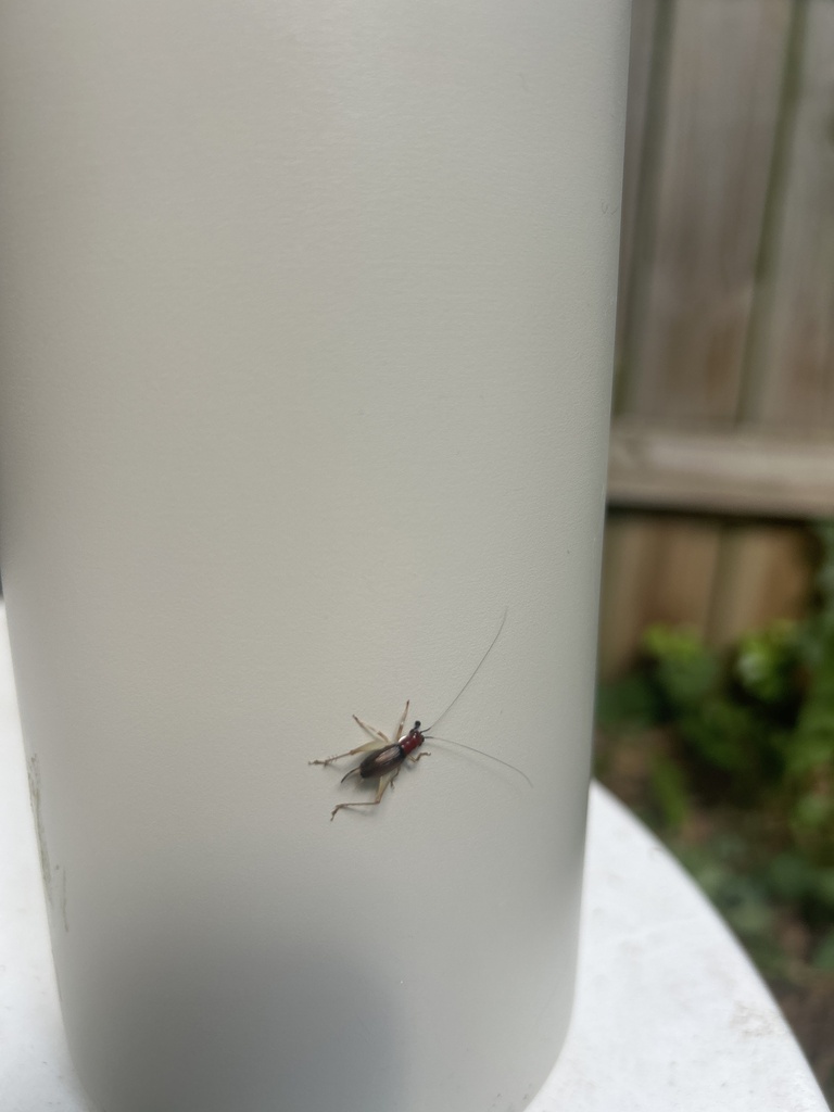 Red-headed Bush Cricket from Glascock St, Raleigh, NC, US on August 11 ...