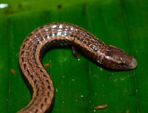 Dixon's Bachia (Bachia huallagana) · iNaturalist