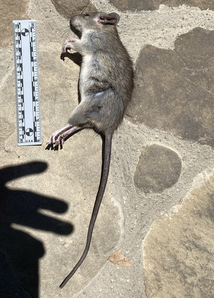 Black Rat from Los Padres National Forest, Ojai, CA, US on August 11 ...