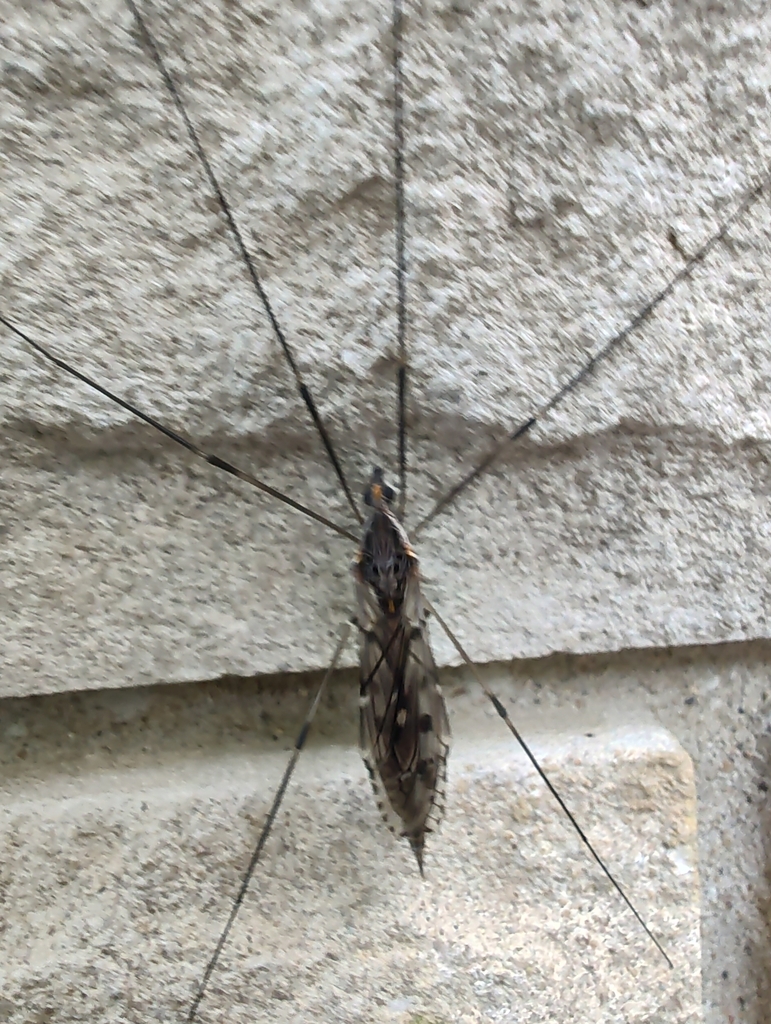 Giant Crane Fly from Benton Charter Township, MI, USA on August 11 ...