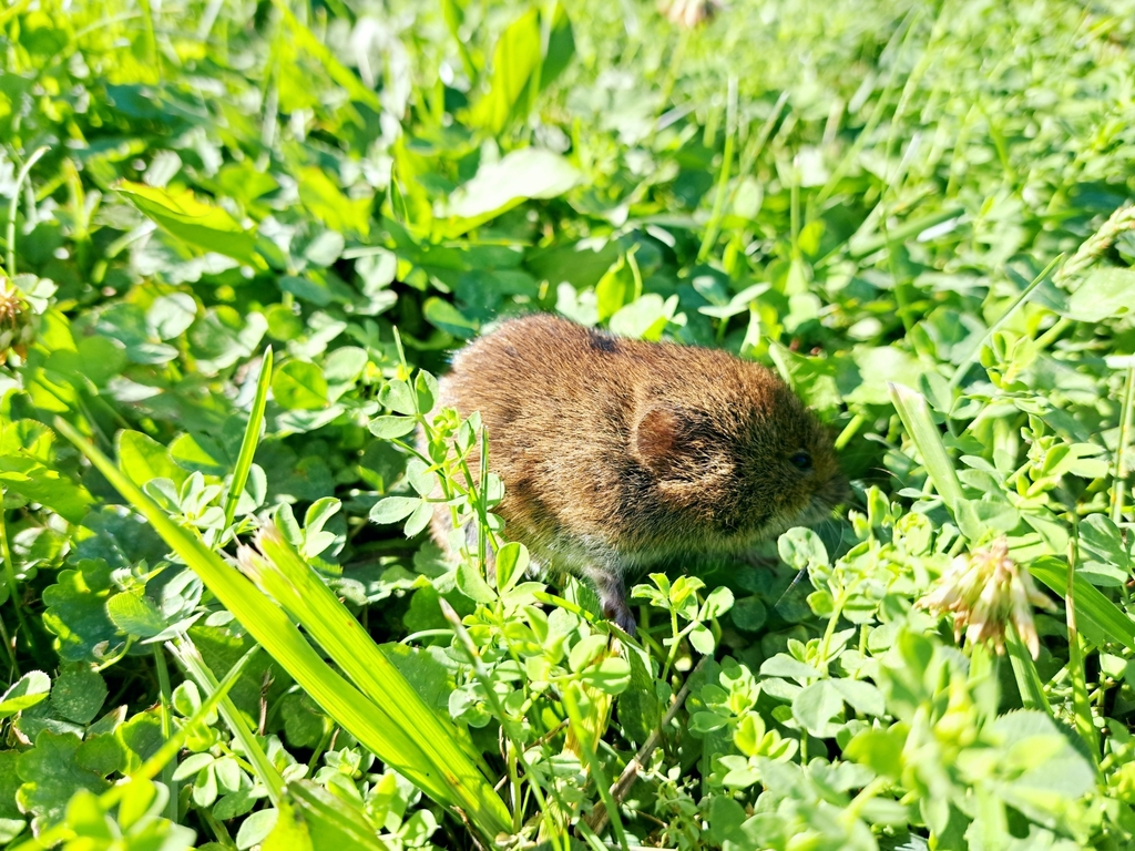 Woodland Vole from Caledonia, ON N3W 1S2, Canada on August 11, 2024 at ...