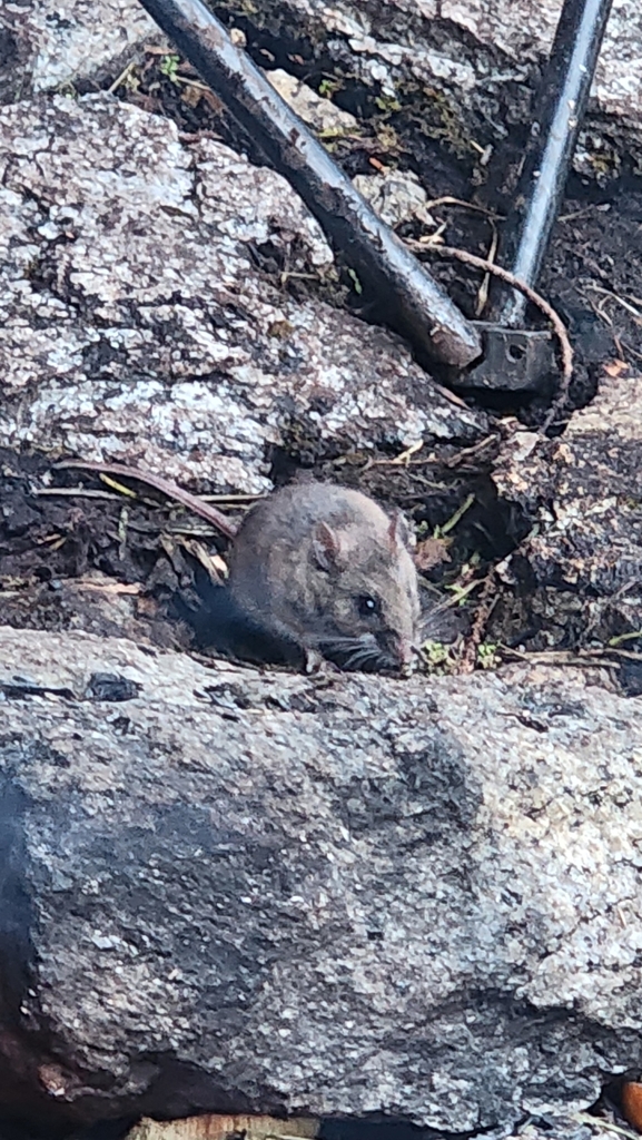 North American Deer Mice from Klemtu, BC V0T 1L0, Canada on June 25 ...
