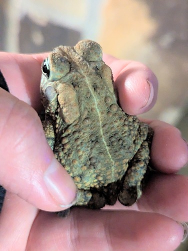 iNaturalist Tracking Database – NatureTracking