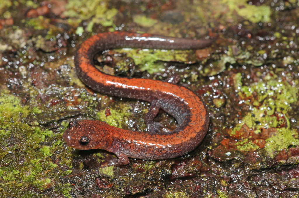 Eastern Red-backed Salamander in July 2013 by Jake Scott · iNaturalist
