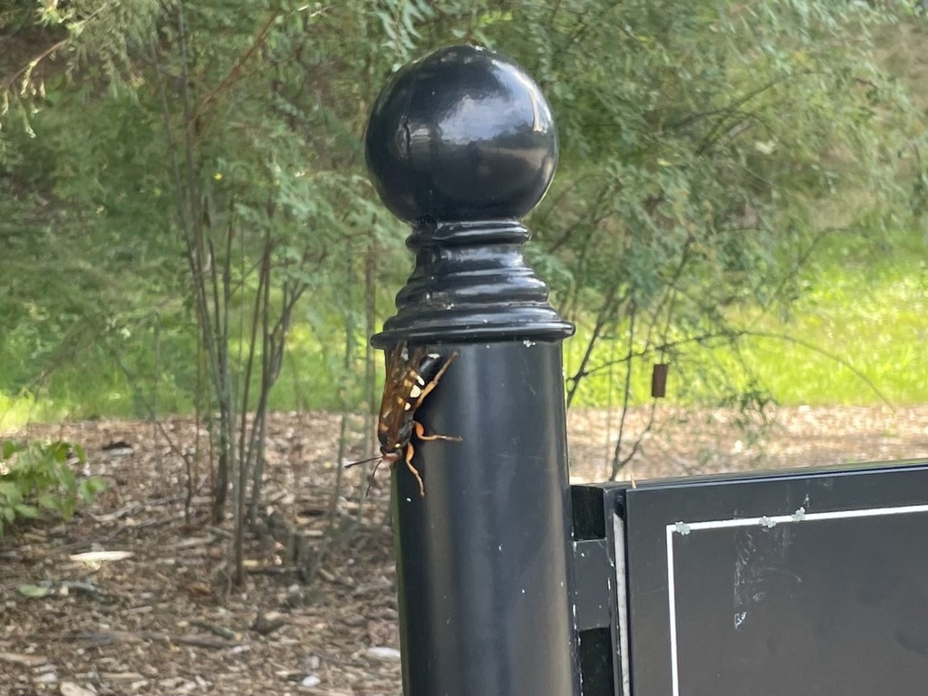 Eastern Cicada-killer Wasp from The Arnold Arboretum of Harvard ...