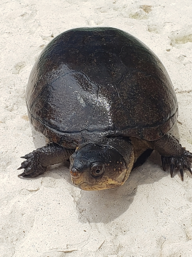 Eastern Mud Turtle from Glynn County, US-GA, US on June 13, 2019 at 01: ...