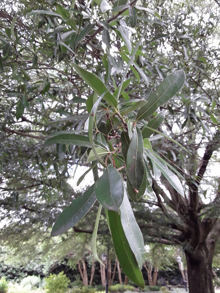 southern live oak from Lakeside, VA, USA on June 13, 2019 at 12:58 PM ...