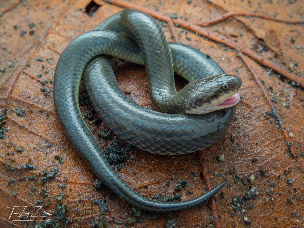 Rice Paddy Snake from Kedah, Malaysia on August 3, 2024 at 01:22 PM by ...
