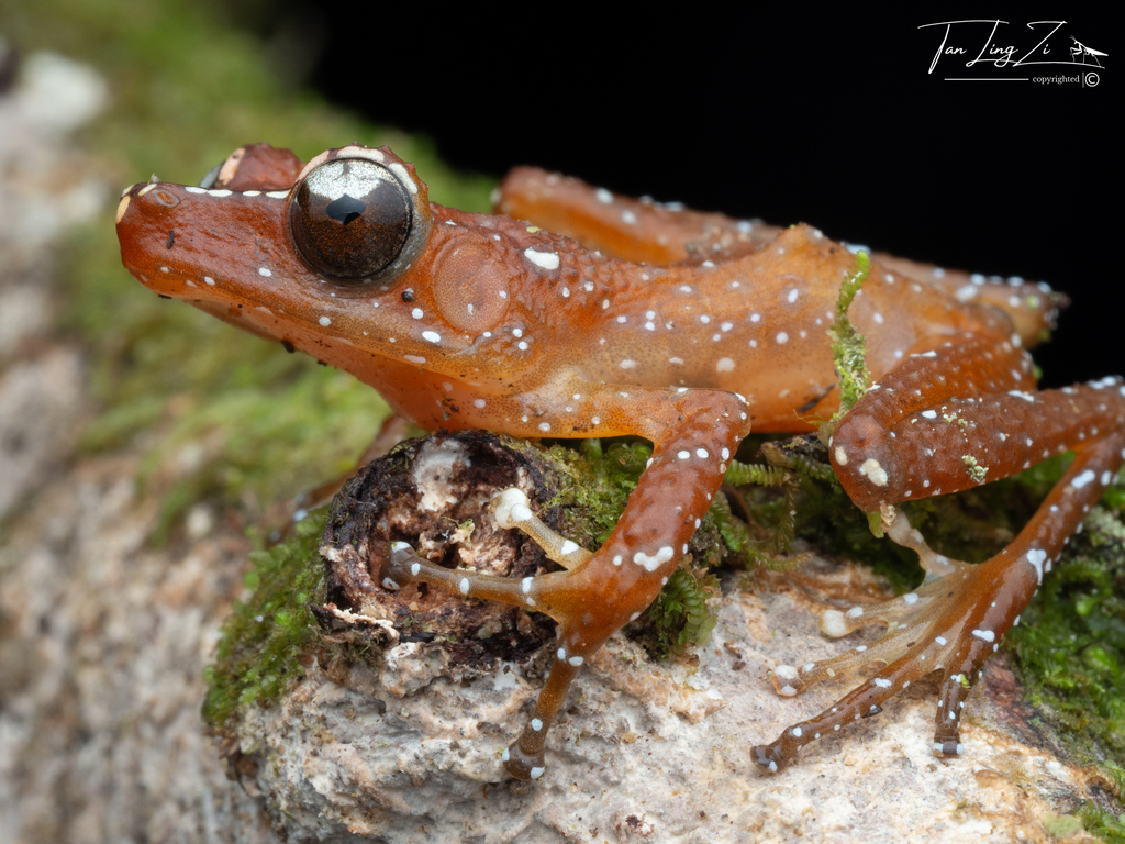 Peter's Tree Frog in August 2024 by Lz____Tan · iNaturalist