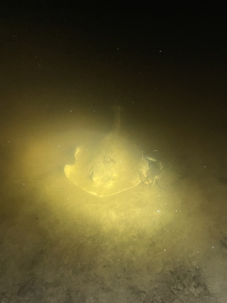 Hypanus in August 2024 by Dylan Beck. Blue crab feasting on a dead ...