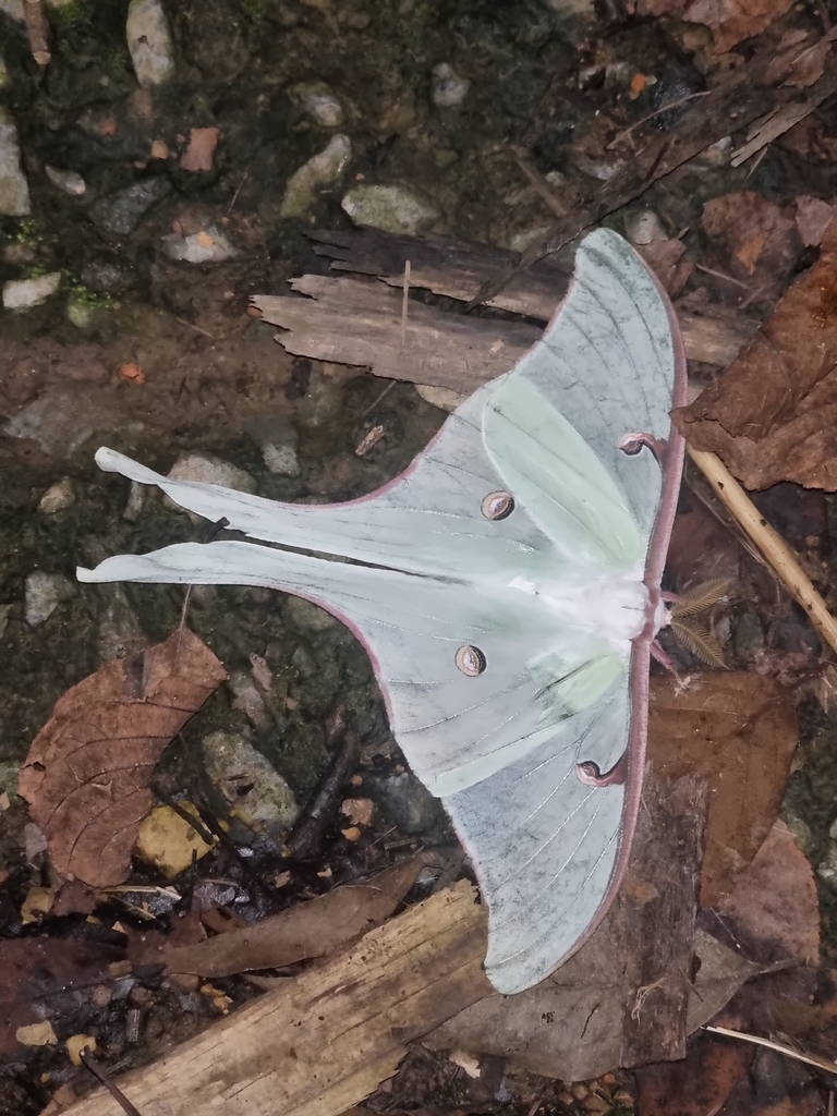 Moon Moths from Explanada Principal, 95060, 95060 Los Reyes, Ver ...