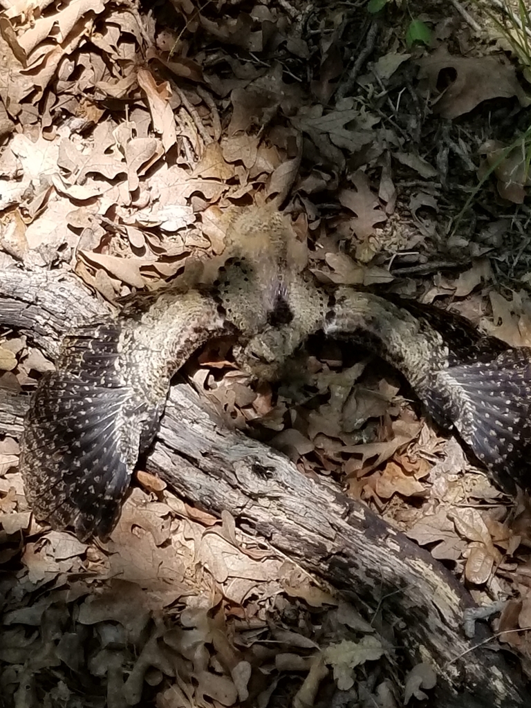 Typical American Nightjars from Glen Rose, TX 76043, USA on June 13 ...