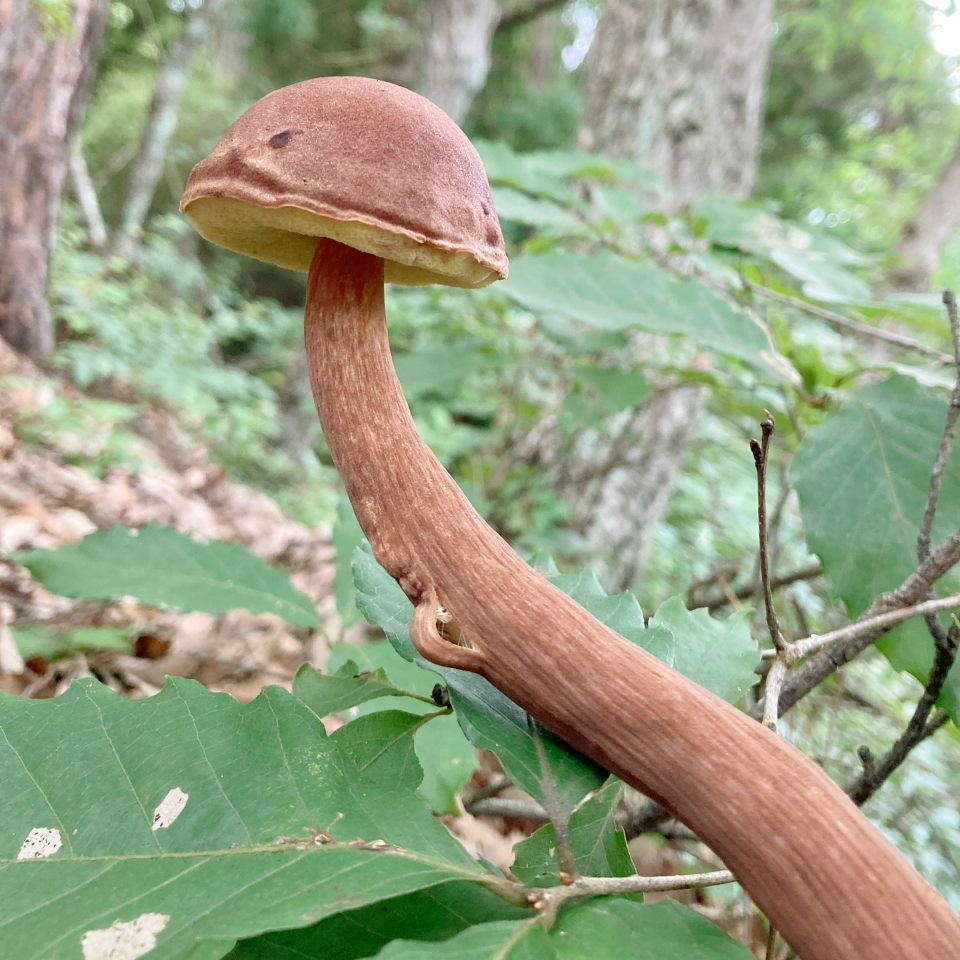 Boletellus elatus from Tendo, JP, YT on July 28, 2024 at 02:33 PM by ...