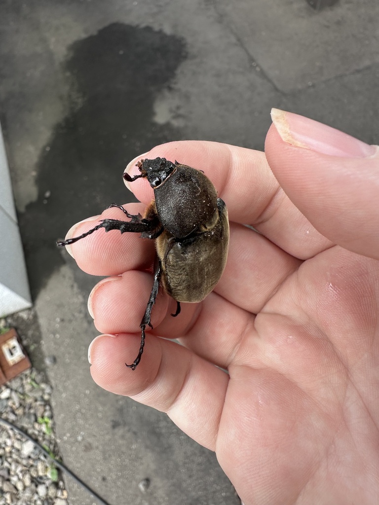 Trypoxylus dichotomus septentrionalis from Kamiurahoro PA (outbound ...