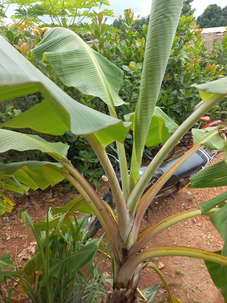 plants from 567, Natitinqou, Benin on August 12, 2024 at 12:20 PM by ...