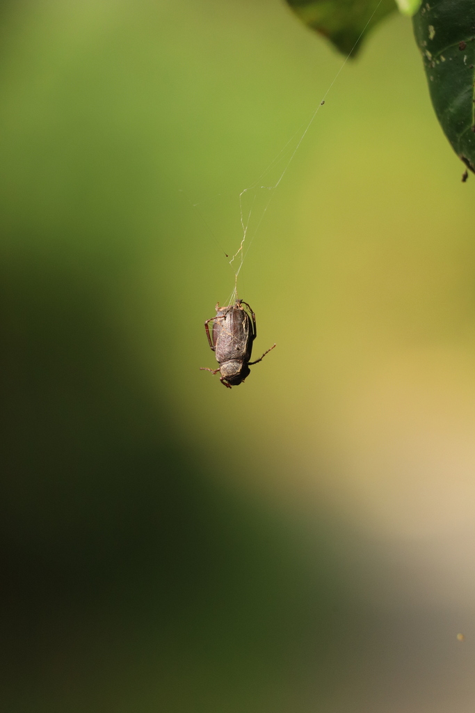 Sophrops personata in May 2024 by Chiu Yuhang · iNaturalist