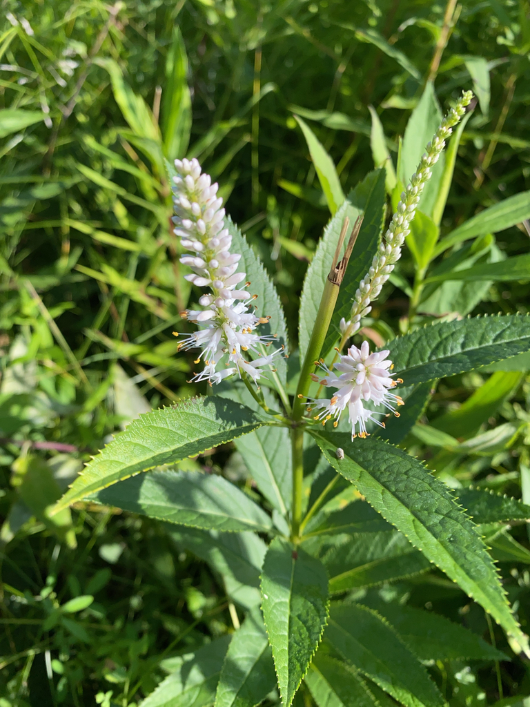 Culver's root from Delafield on August 12, 2024 at 09:09 AM by ...