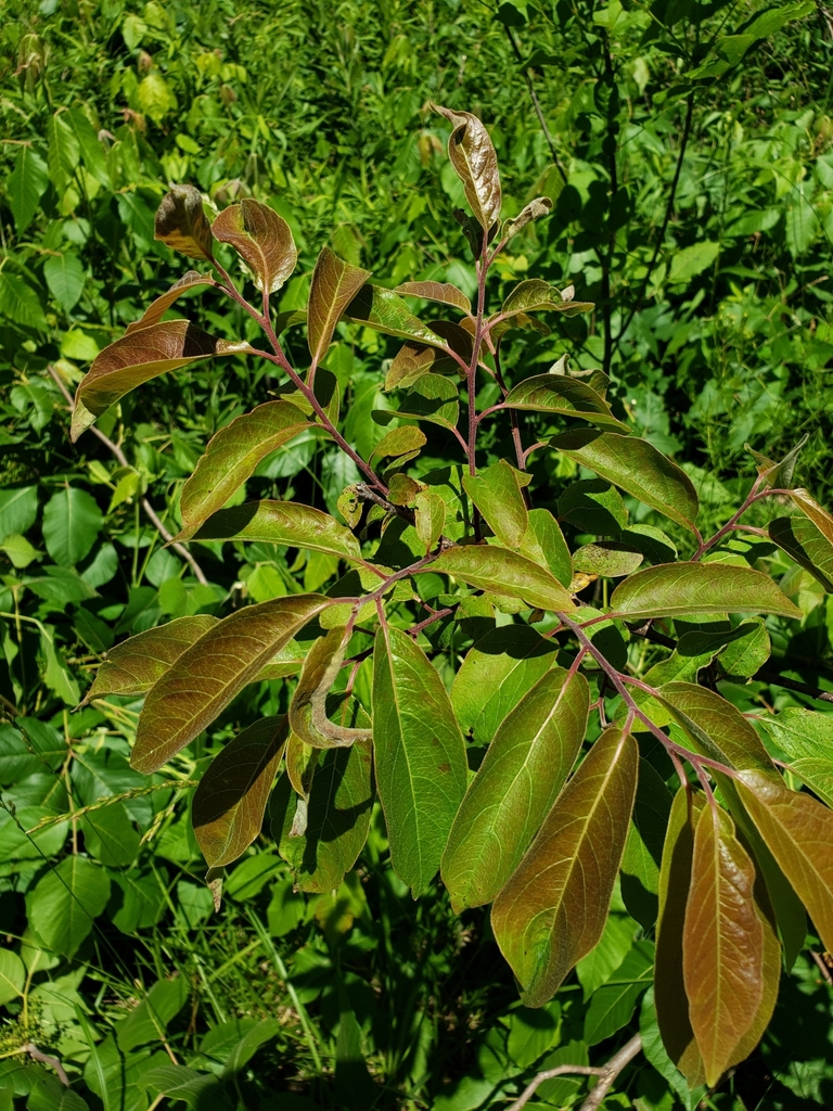 American persimmon from Hallsville, MO 65255, USA on June 13, 2019 at ...