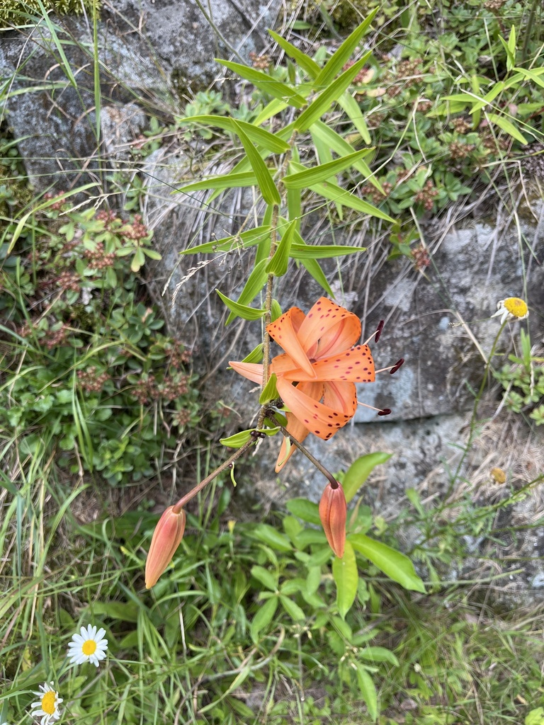 tiger lily from Northwood Rd, Timiskaming, Unorganized, West Part, ON ...