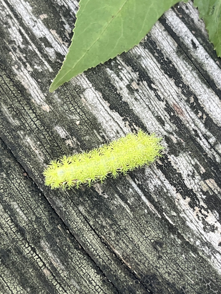 Io Moth from Smithsonian Institution, Edgewater, MD, US on August 12 ...