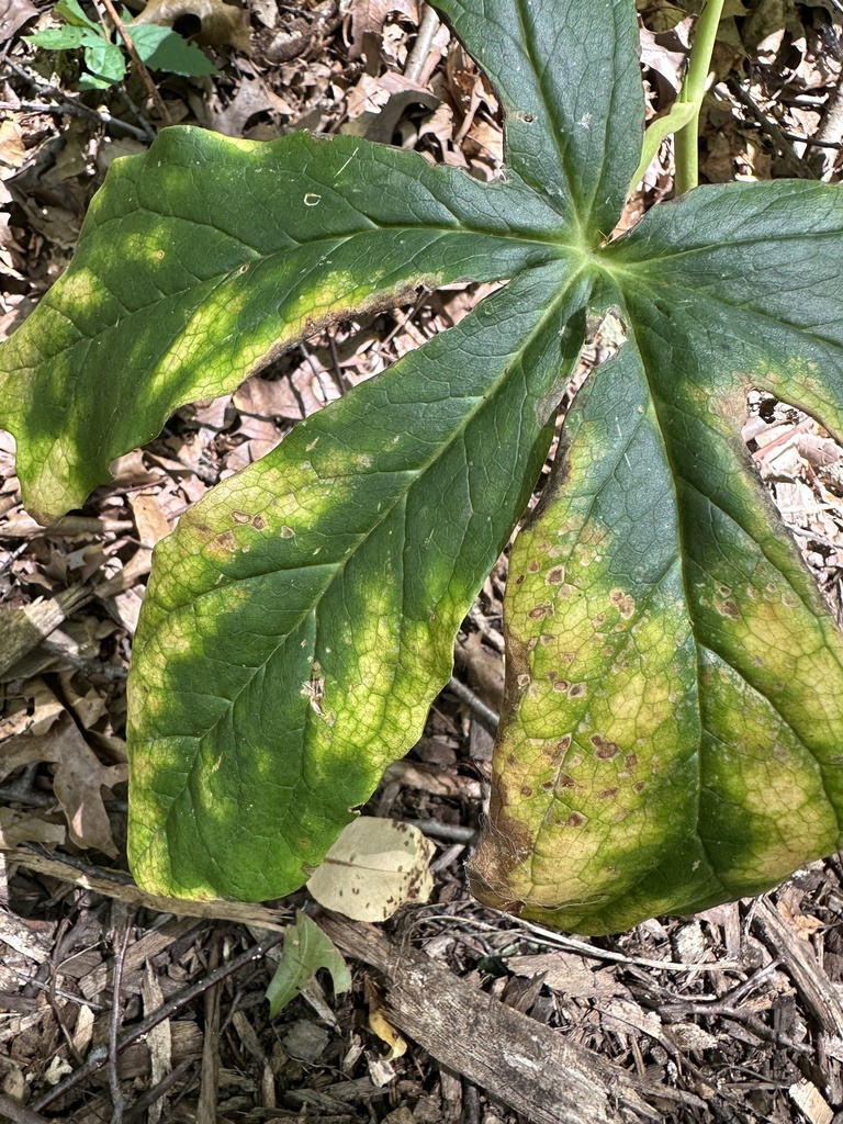Mayapple Rust from S Shore Dr, Portage, MI, US on August 11, 2024 at 01 ...