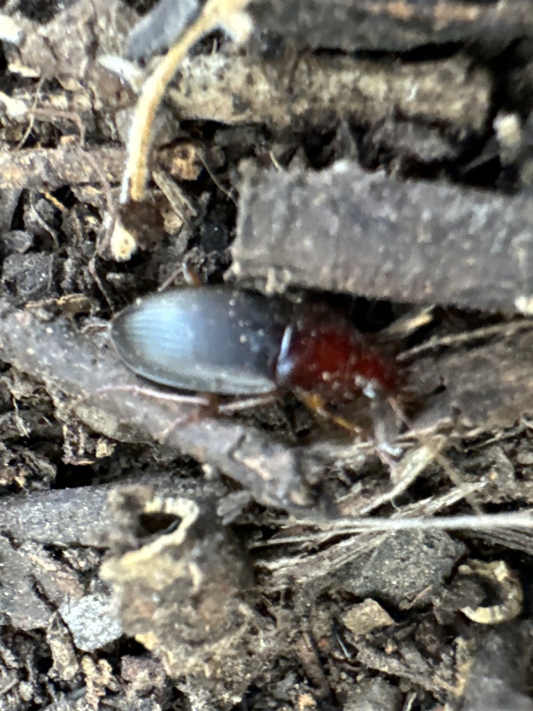 Calathus ruficollis from Ensenada, B.C., MX on August 11, 2024 at 07:27 ...