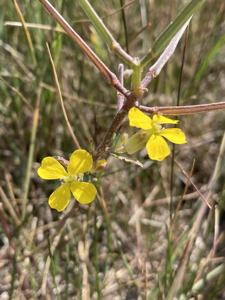 Prairie-rocket Wallflower from Des Lacs National Wildlife Refuge ...