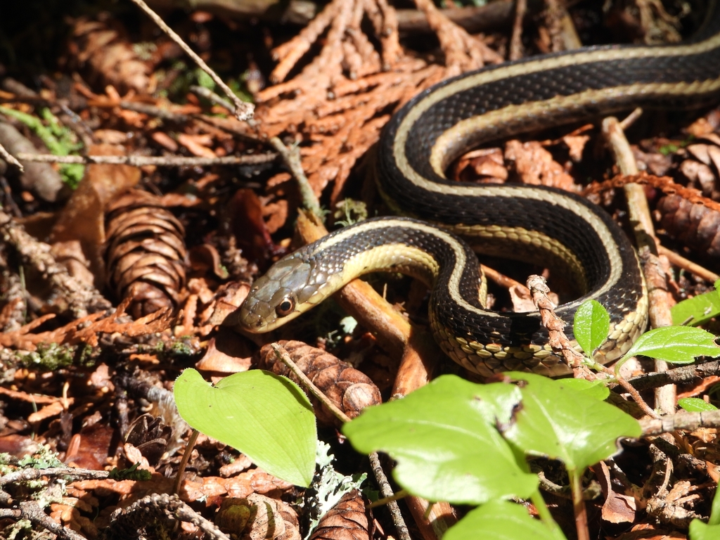 Common Garter Snake from Houghton Township, MI, USA on August 8, 2024 ...