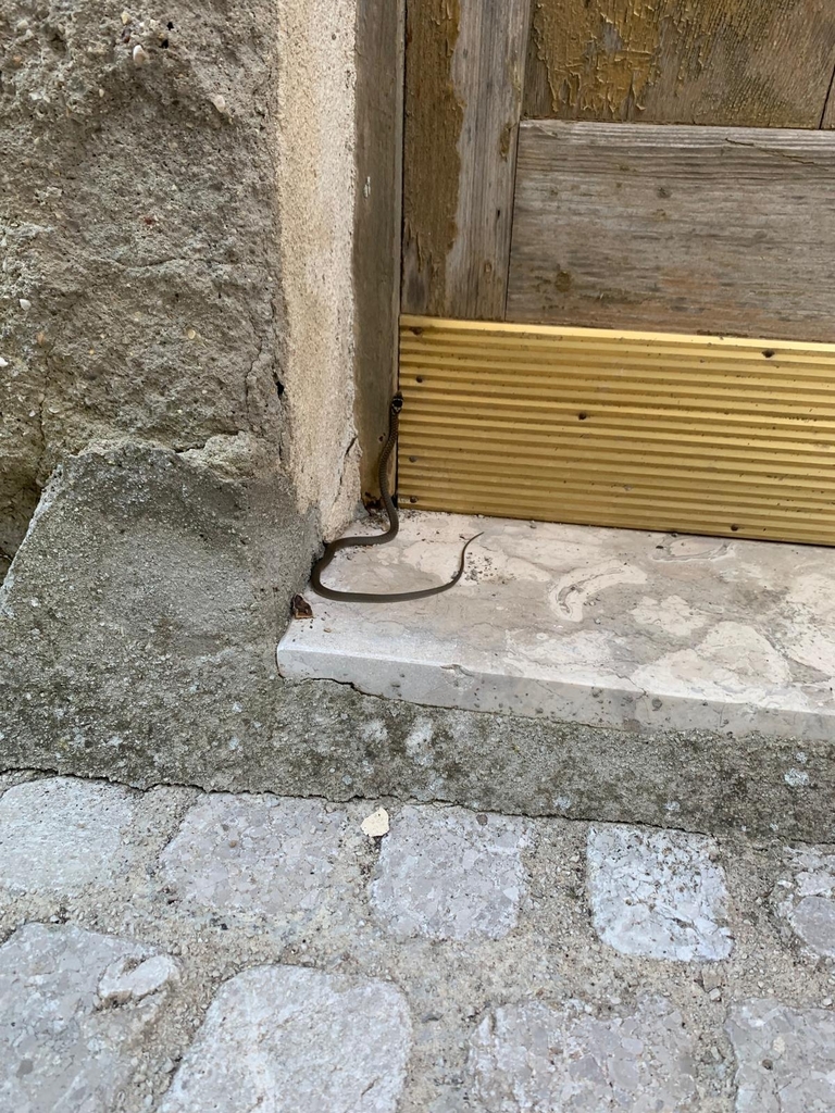 Green Whip Snake from 66040 Borrello CH, Italia on August 12, 2024 at ...