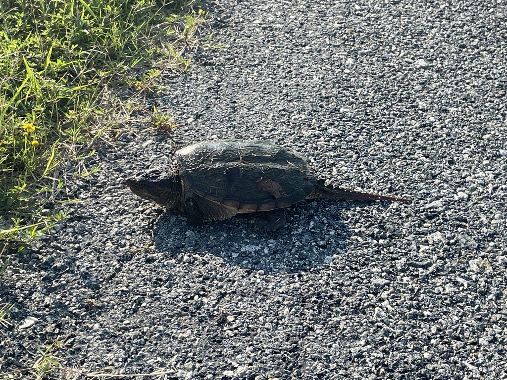 Common Snapping Turtle from Brooks Rd, Prospect Hill, NC, US on August ...